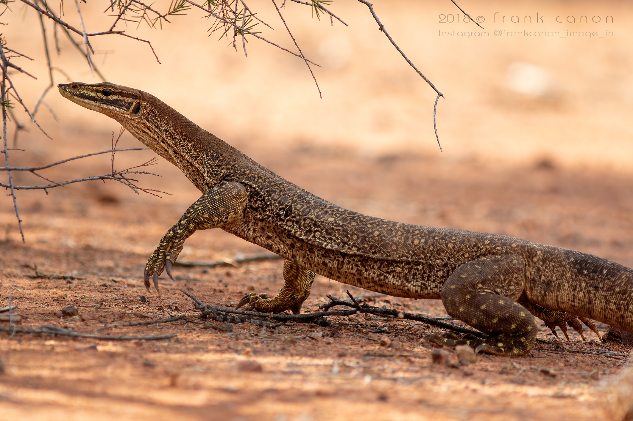 Varanus panoptes - "Yellow-spotted monitor" - Frank DeschandolFrank ...