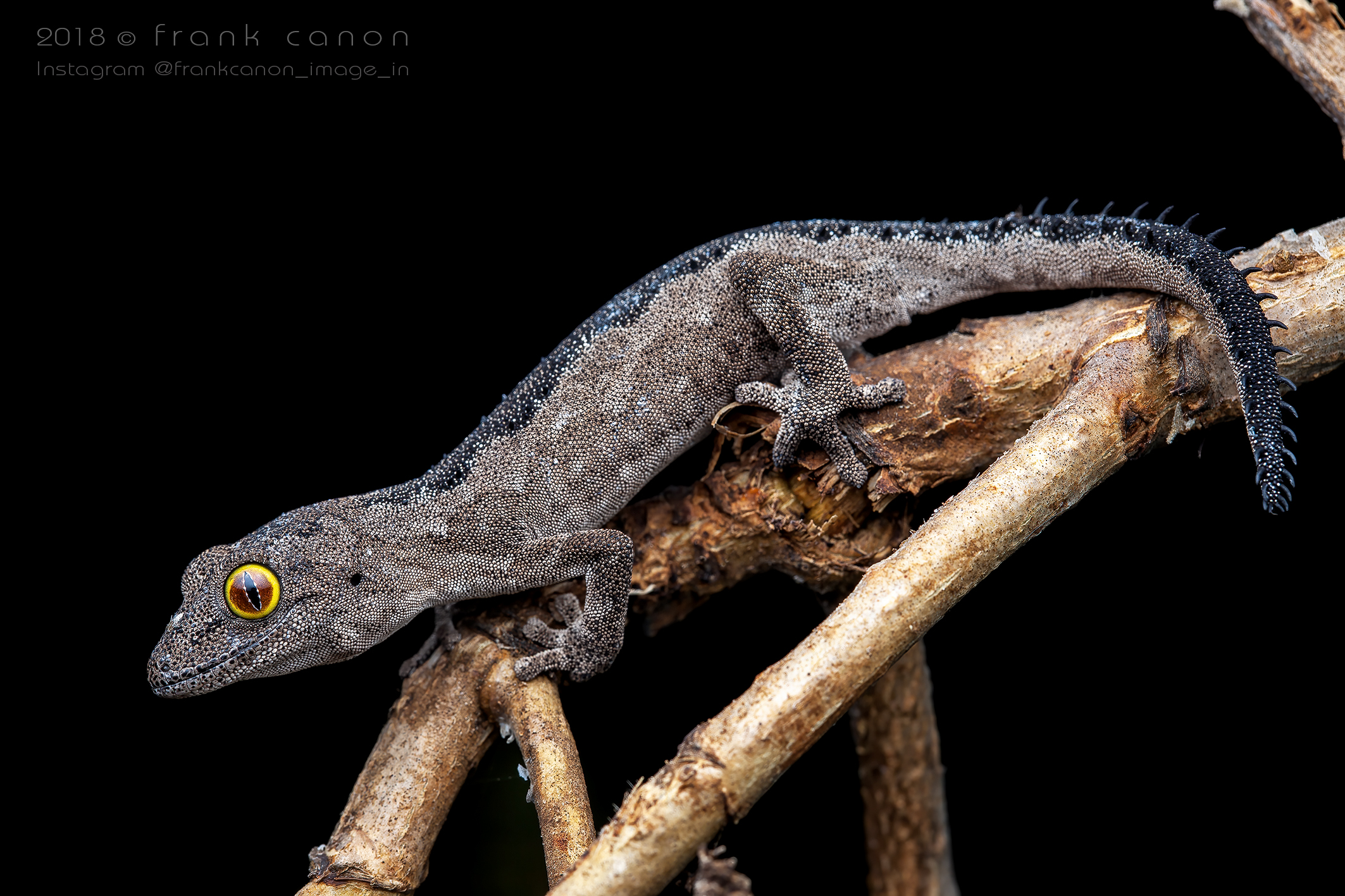 Strophurus spinigerus - "Soft Spiny-Tailed Gecko" - Frank ...