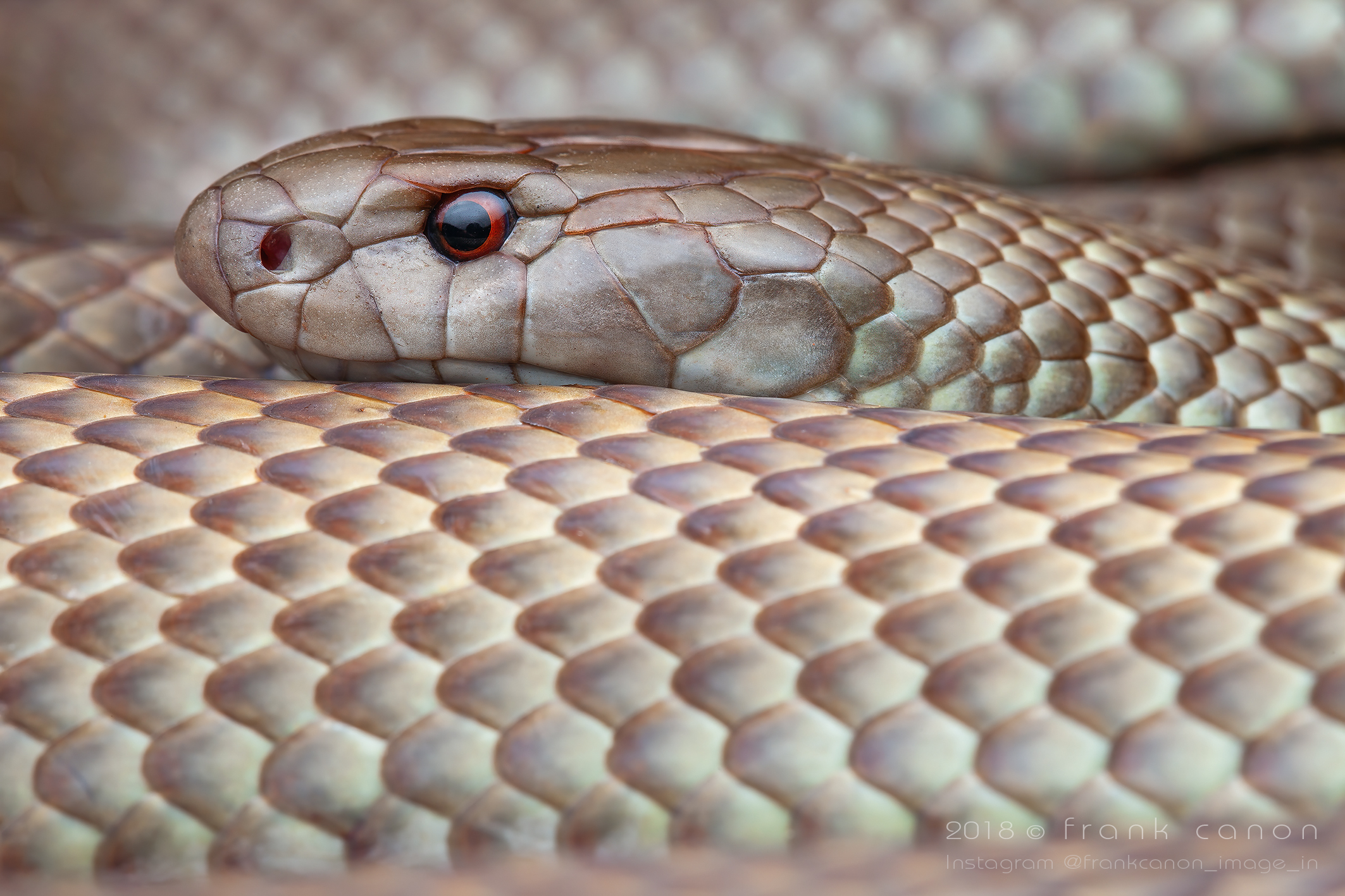 Pseudechis australis - "Mulga Snake" - Frank DeschandolFrank Deschandol