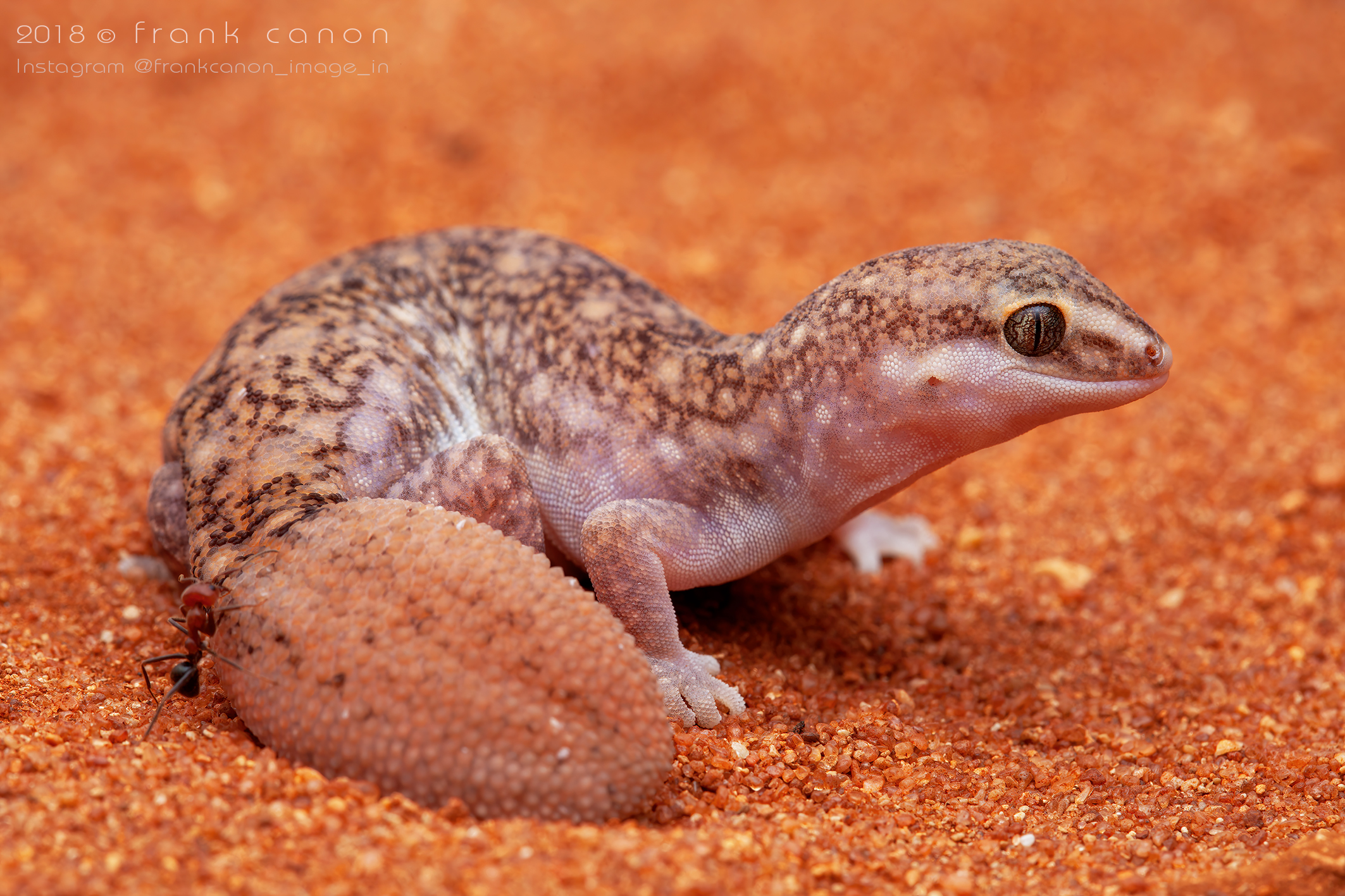 Diplodactylus bilybara - "Western Fat-Tailed Gecko" - Frank ...