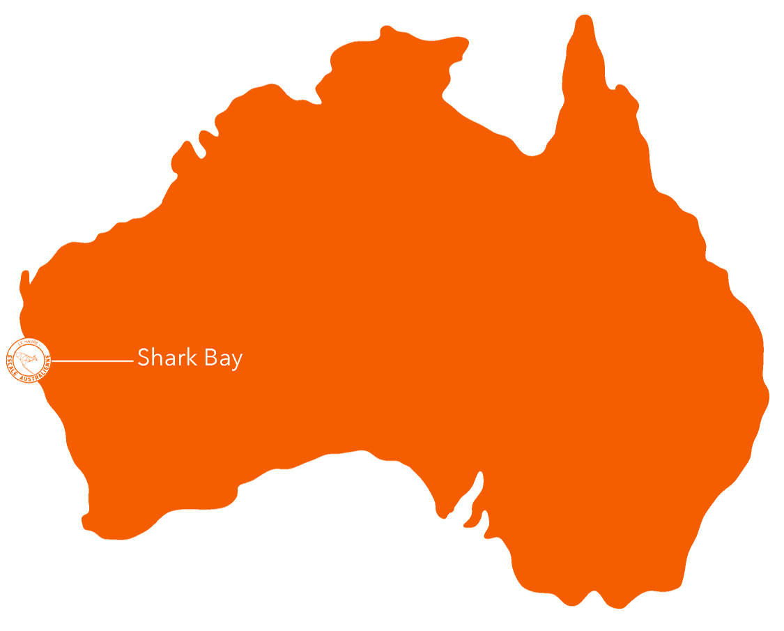 Pygopus nigriceps – Frank Deschandol et Philippe Sabine