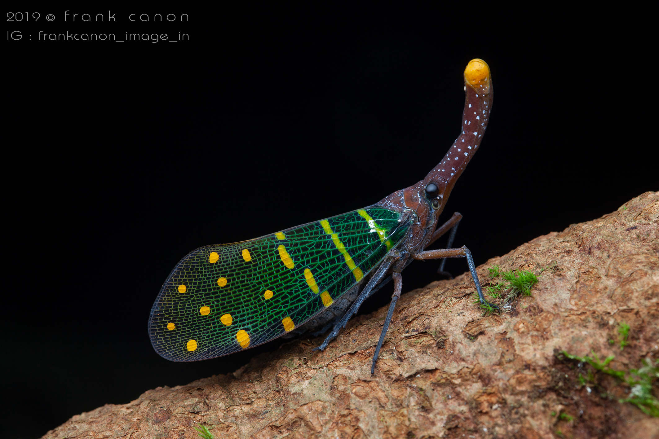 Pyrops intricatus - édition limitée - Frank DeschandolFrank Deschandol