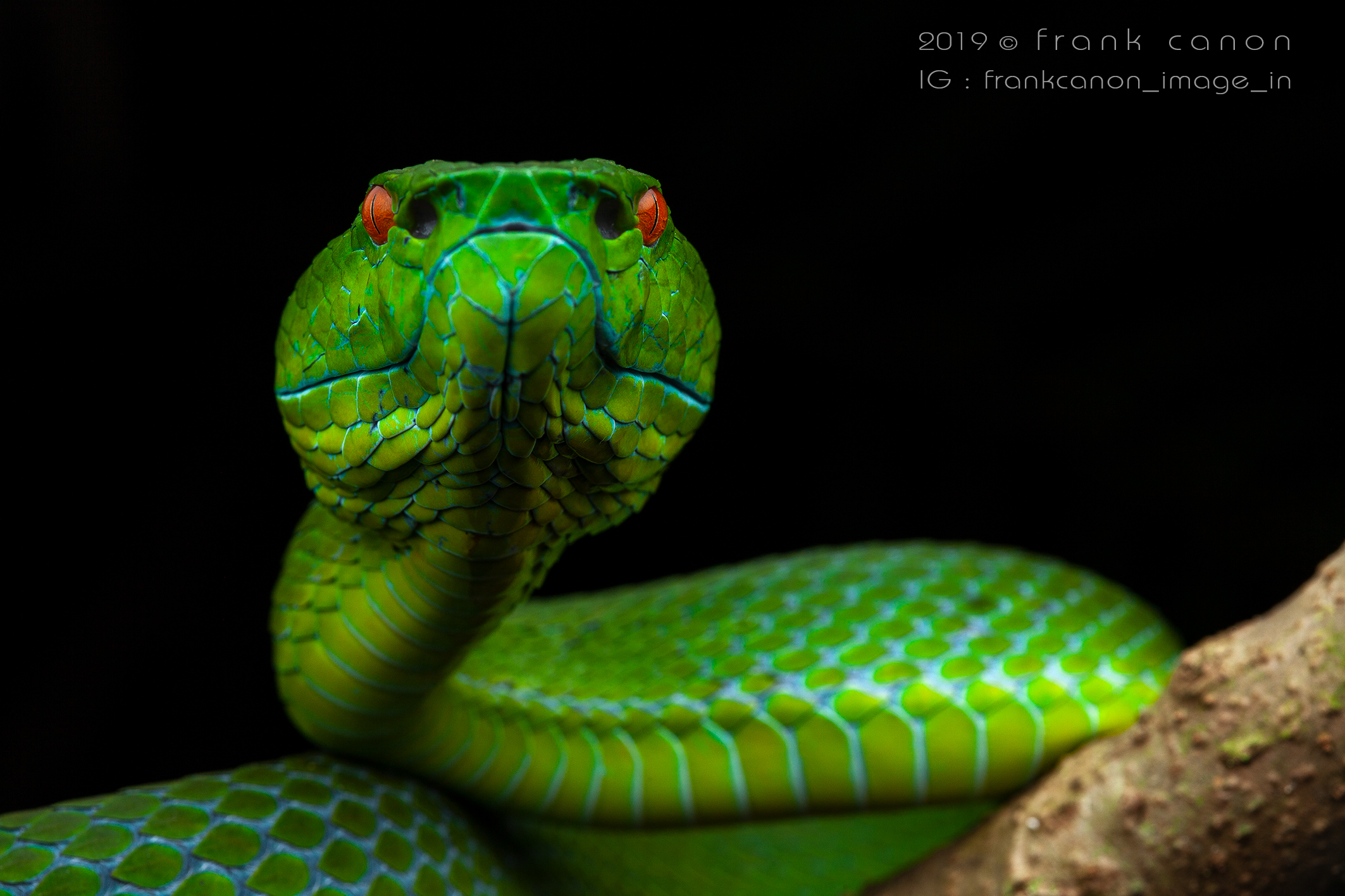 Trimeresurus sabahi - édition limitée - Frank DeschandolFrank Deschandol