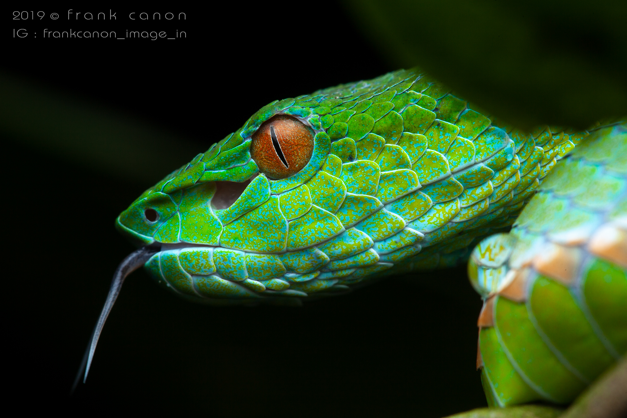 Trimeresurus sabahi - édition limitée - Frank DeschandolFrank Deschandol